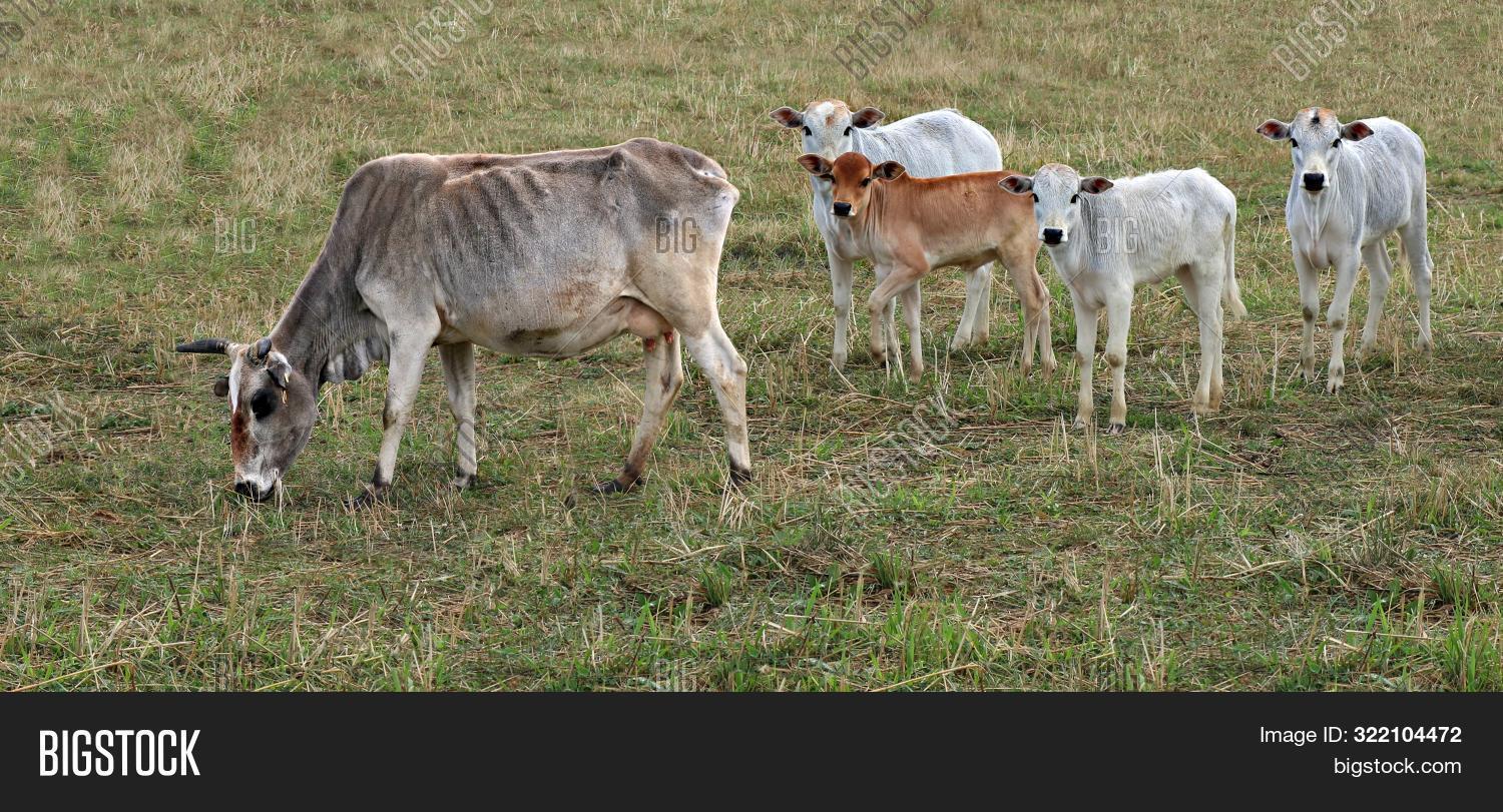 Grey Zebu Cow Grazing Image & Photo (Free Trial) | Bigstock