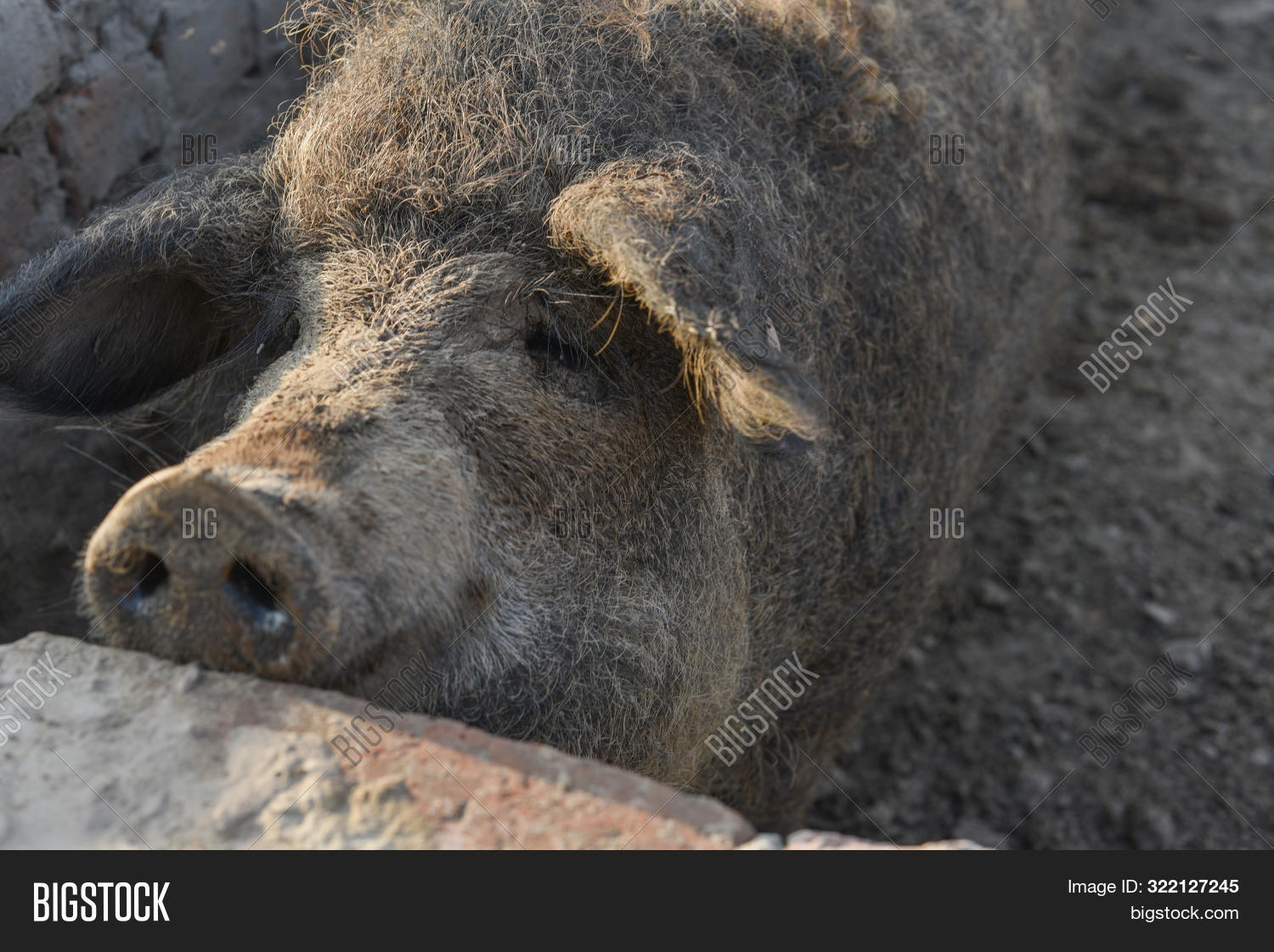 Happy Pig Rolling Mud. Image & Photo (Free Trial) | Bigstock