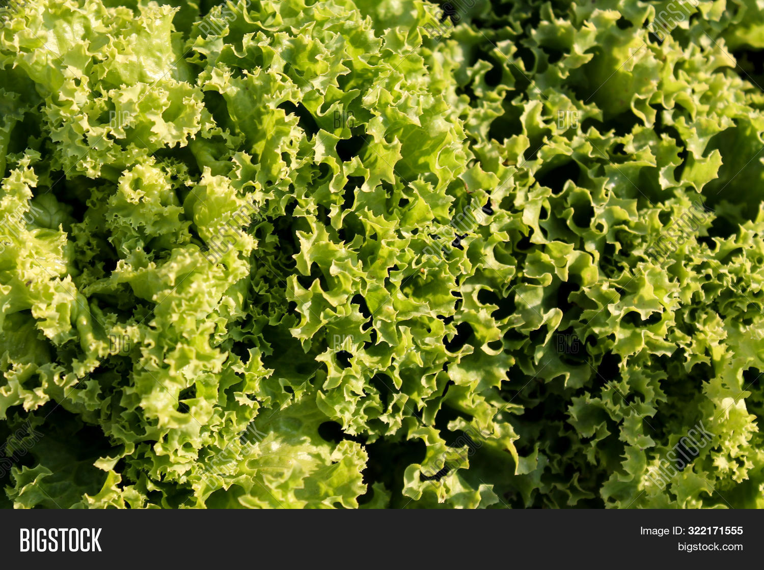 Green Lettuce Leaves Image & Photo (Free Trial) | Bigstock