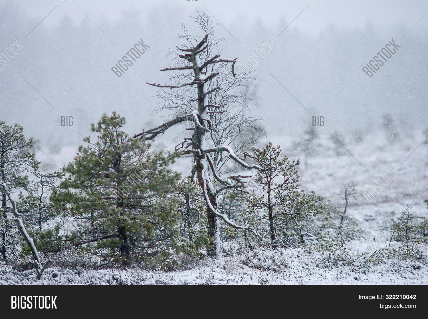 Sunrise Bog. Icy Cold Image & Photo (Free Trial) | Bigstock