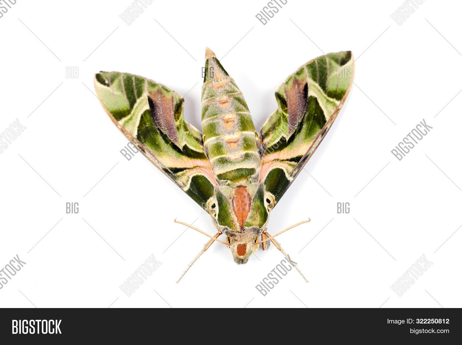 Oleander Hawk-moth Image & Photo (Free Trial) | Bigstock