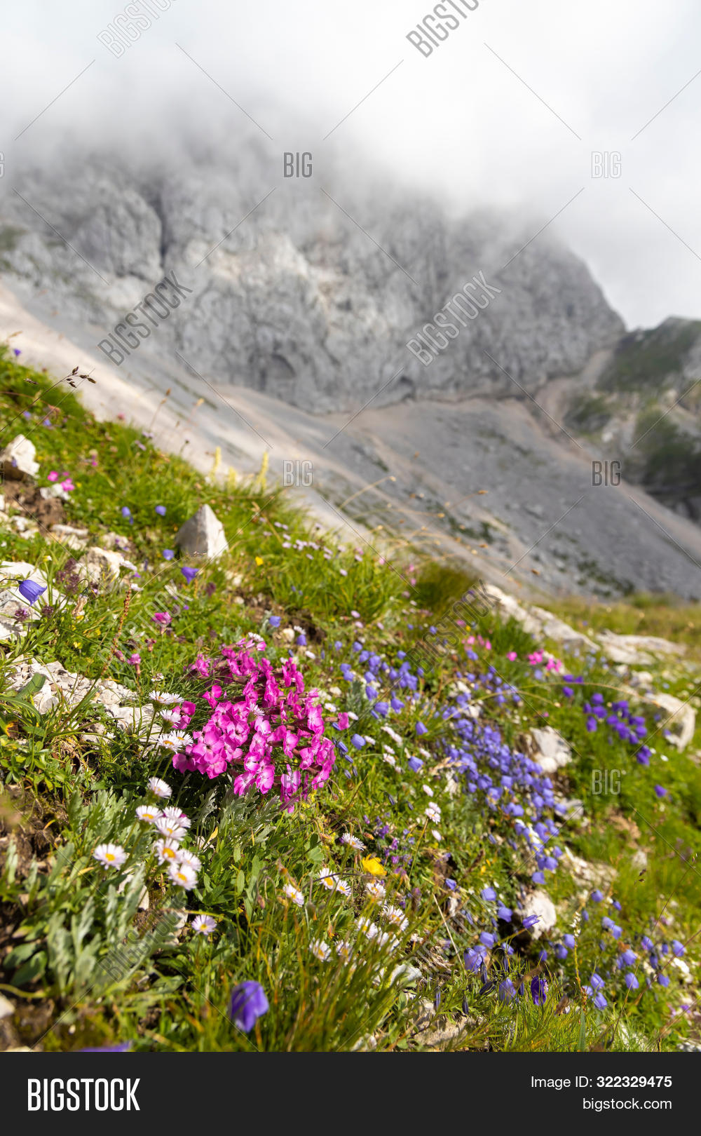 Mountain Flora Near Image & Photo (Free Trial) | Bigstock