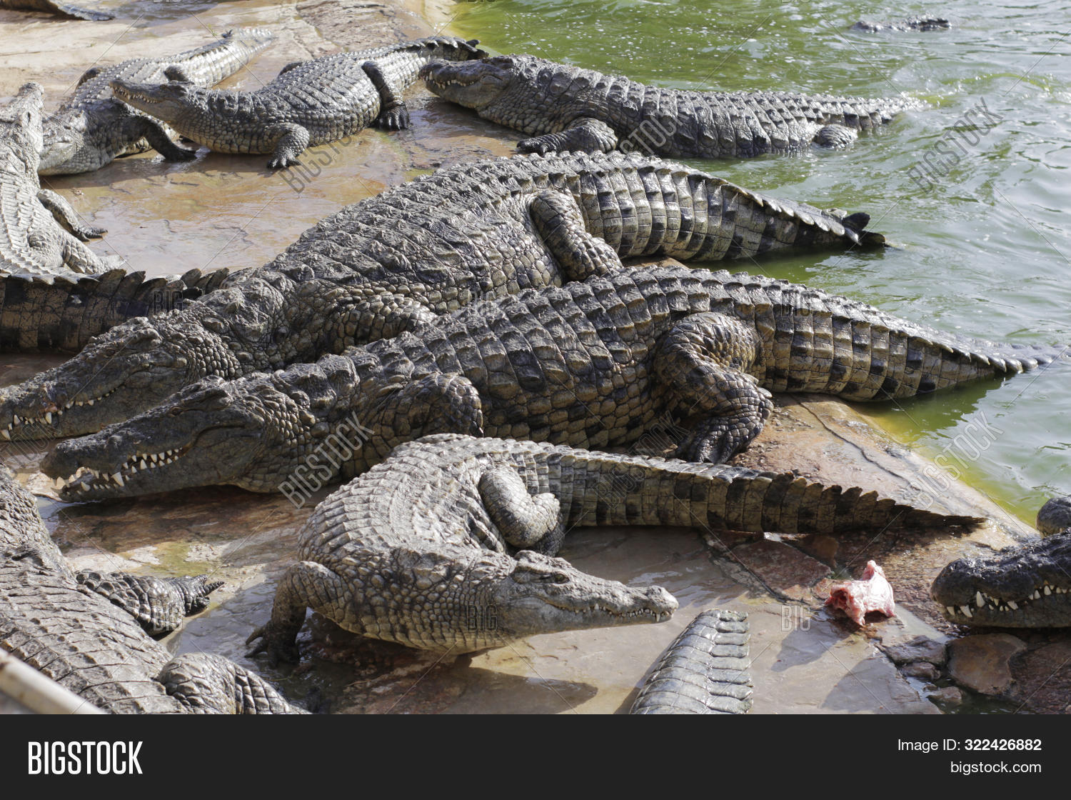 Feeding Crocodiles On Image & Photo (Free Trial) | Bigstock