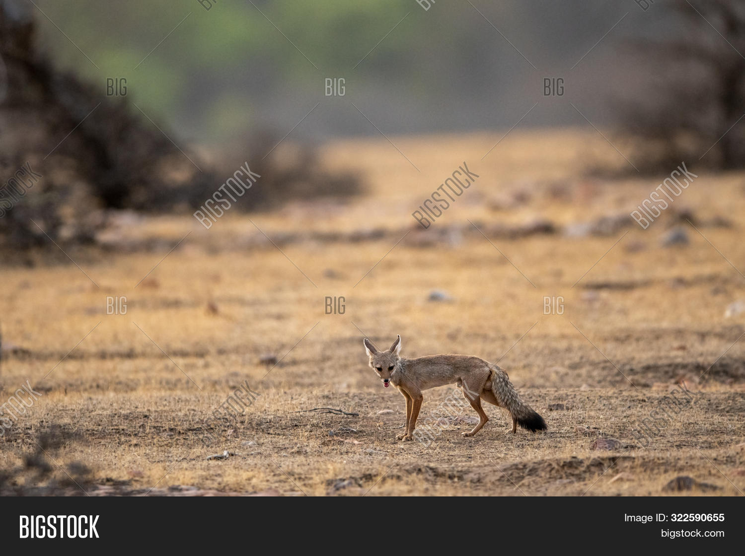 Bengal Fox Indian Fox Image & Photo (Free Trial) | Bigstock