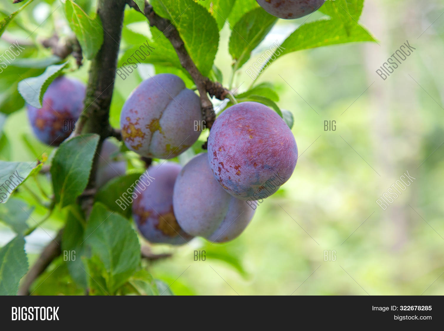 Imagen y foto Plum Tree Branch (prueba gratis) | Bigstock