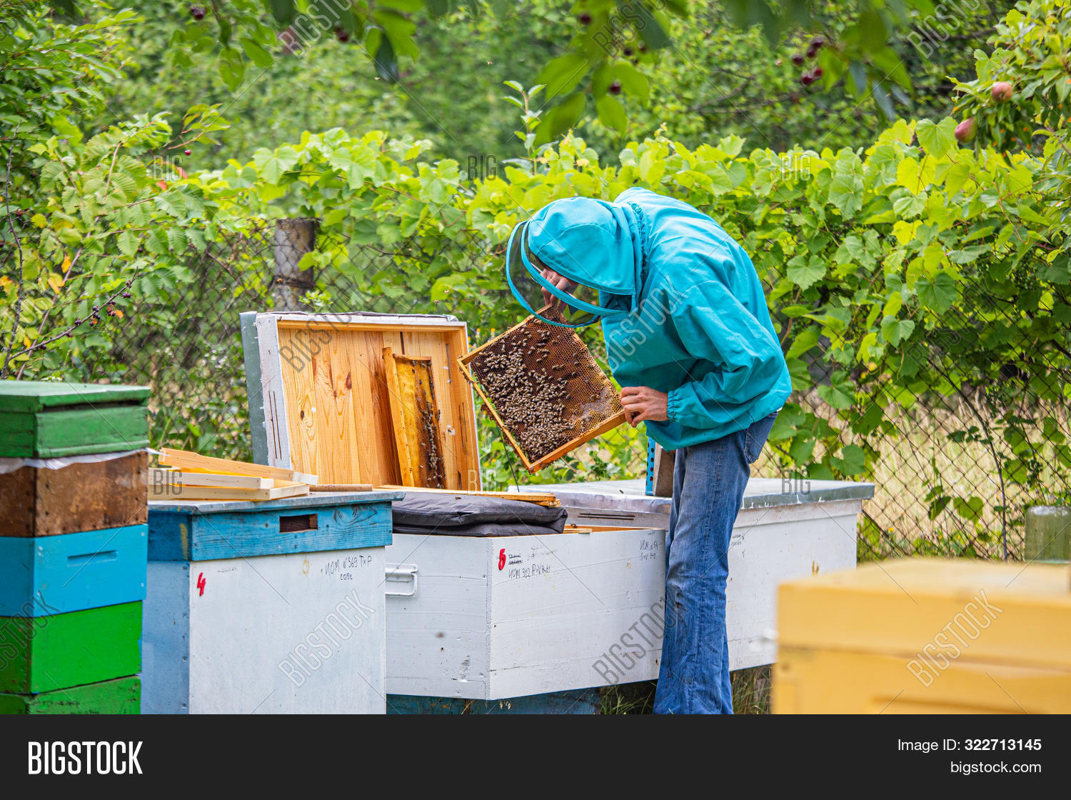 Imagen y foto Beekeeper Looking (prueba gratis) | Bigstock