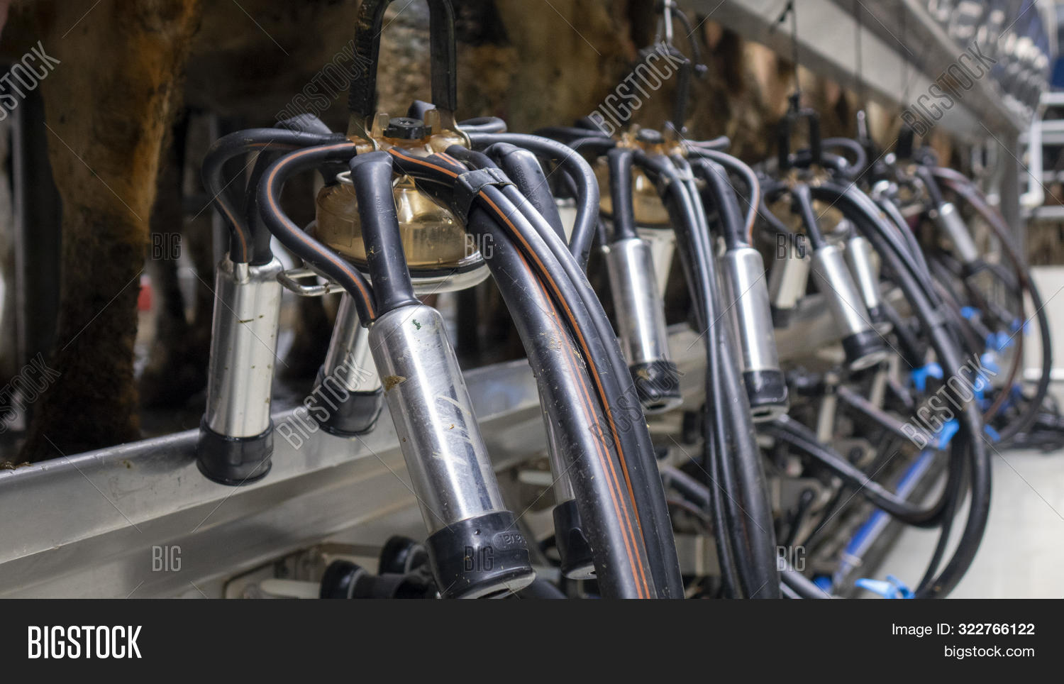 Automatic Milking Cows Image & Photo (Free Trial) | Bigstock