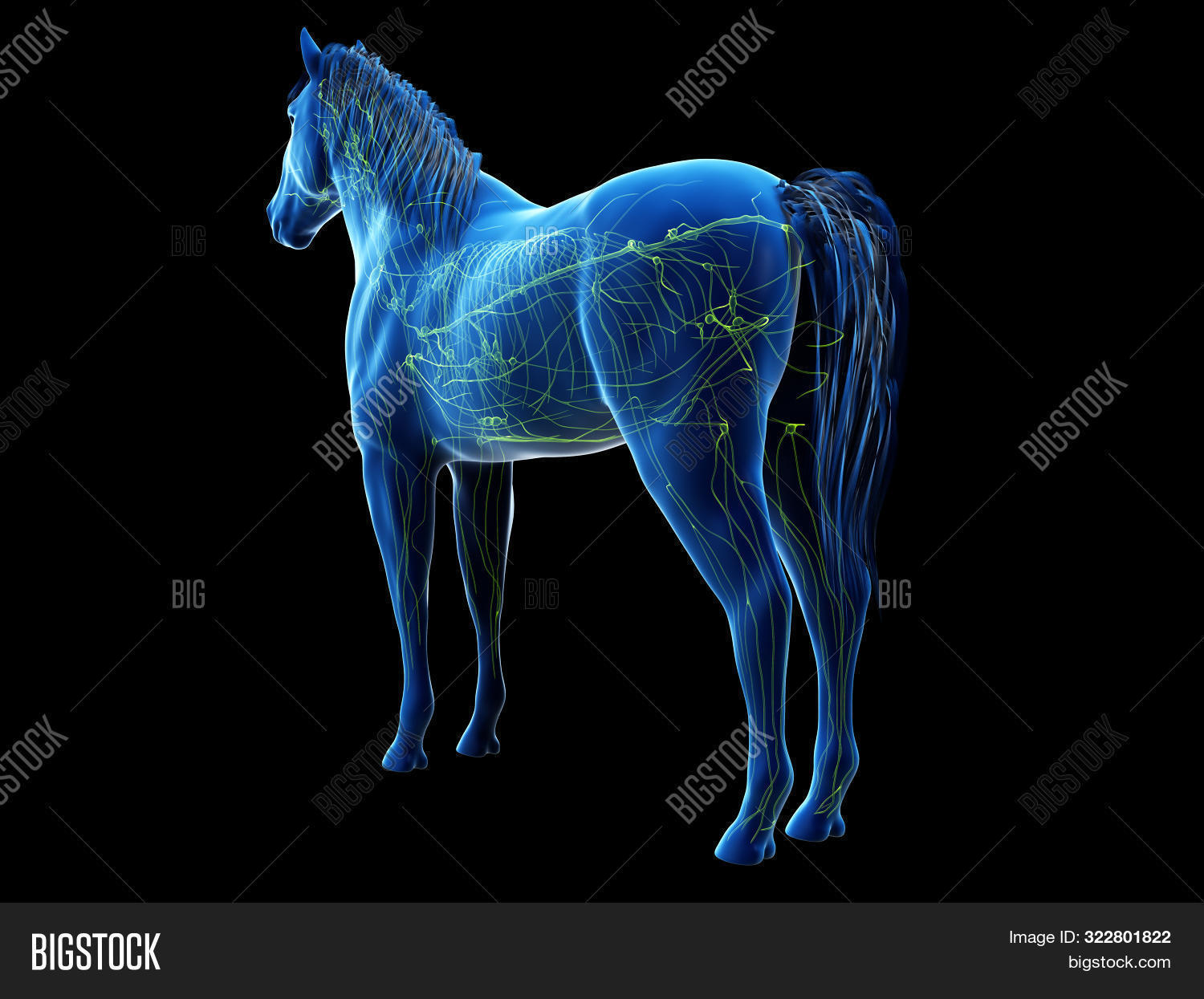 3d Rendered Anatomy Image & Photo (Free Trial) | Bigstock