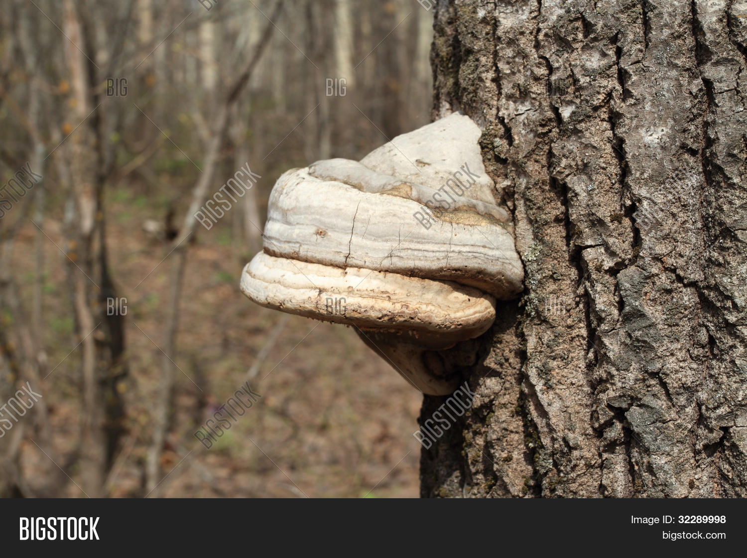 Excrescence On Tree Image & Photo (Free Trial) | Bigstock