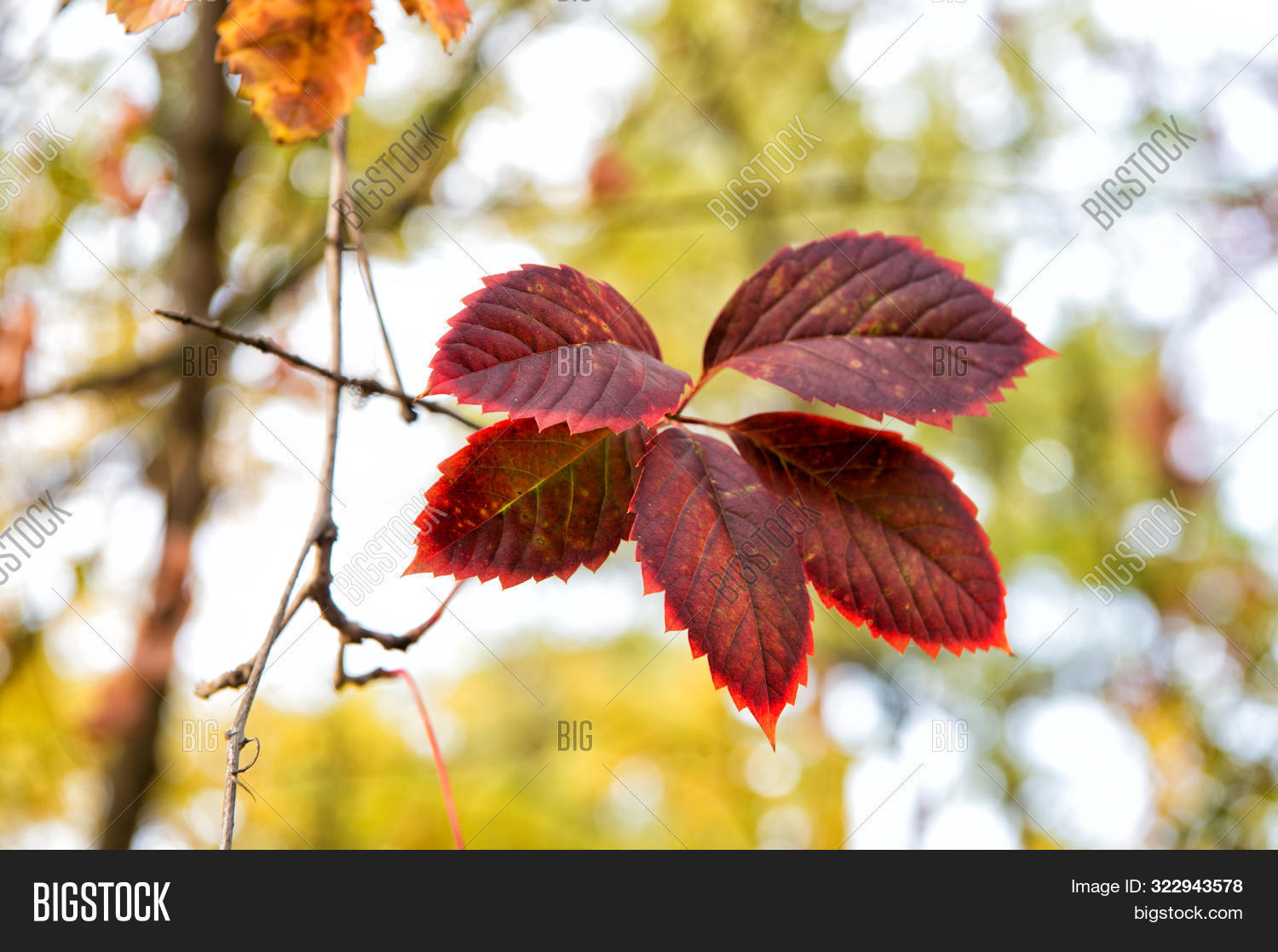 Red Leaf. Autumn Image & Photo (Free Trial) | Bigstock