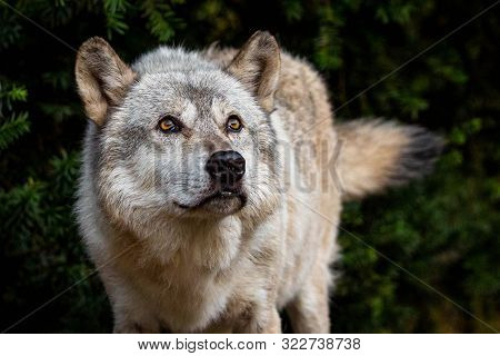 Alpha Wolf Images, Illustrations & Vectors (Free) - Bigstock