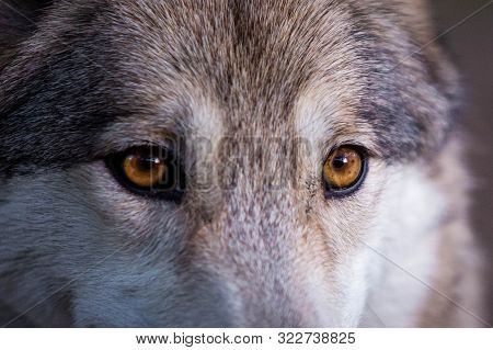 Alpha Wolf Images, Illustrations & Vectors (Free) - Bigstock