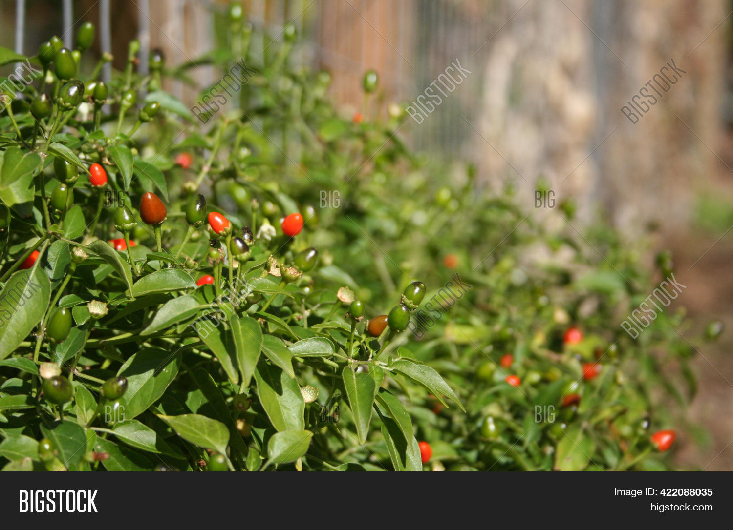 Texas Native Pepper Image & Photo (Free Trial) | Bigstock
