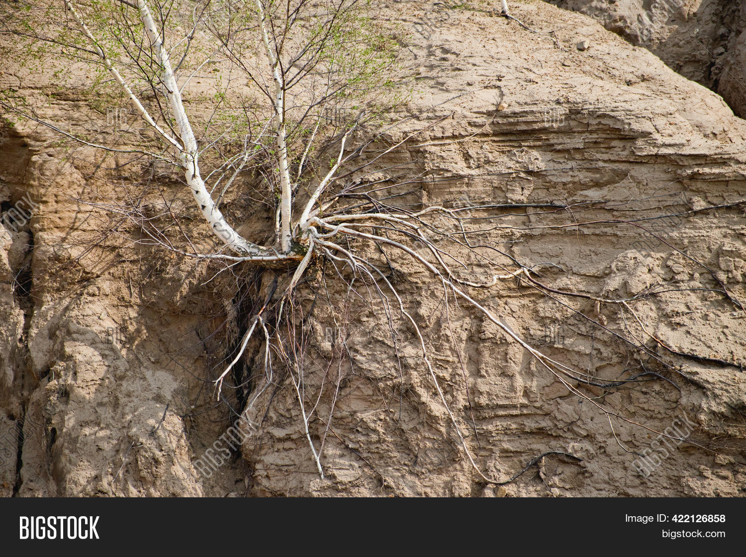 Birch Tree Long Roots Image & Photo (Free Trial) | Bigstock