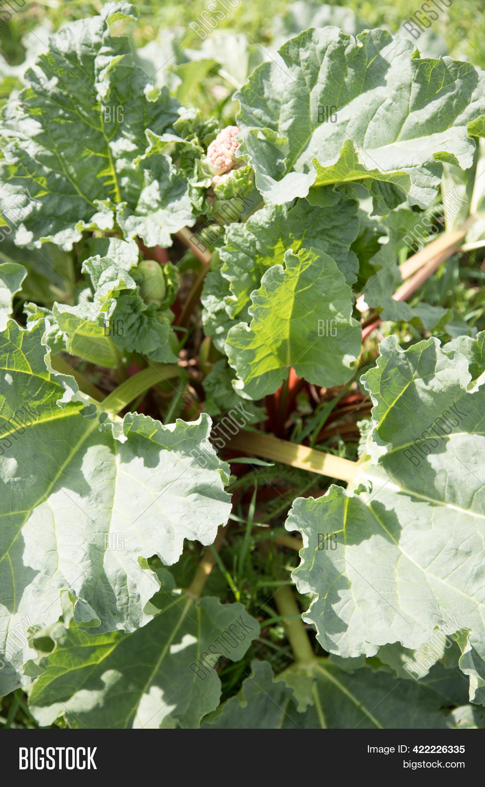 Leaves Rhubarb Plant Image & Photo (Free Trial) | Bigstock
