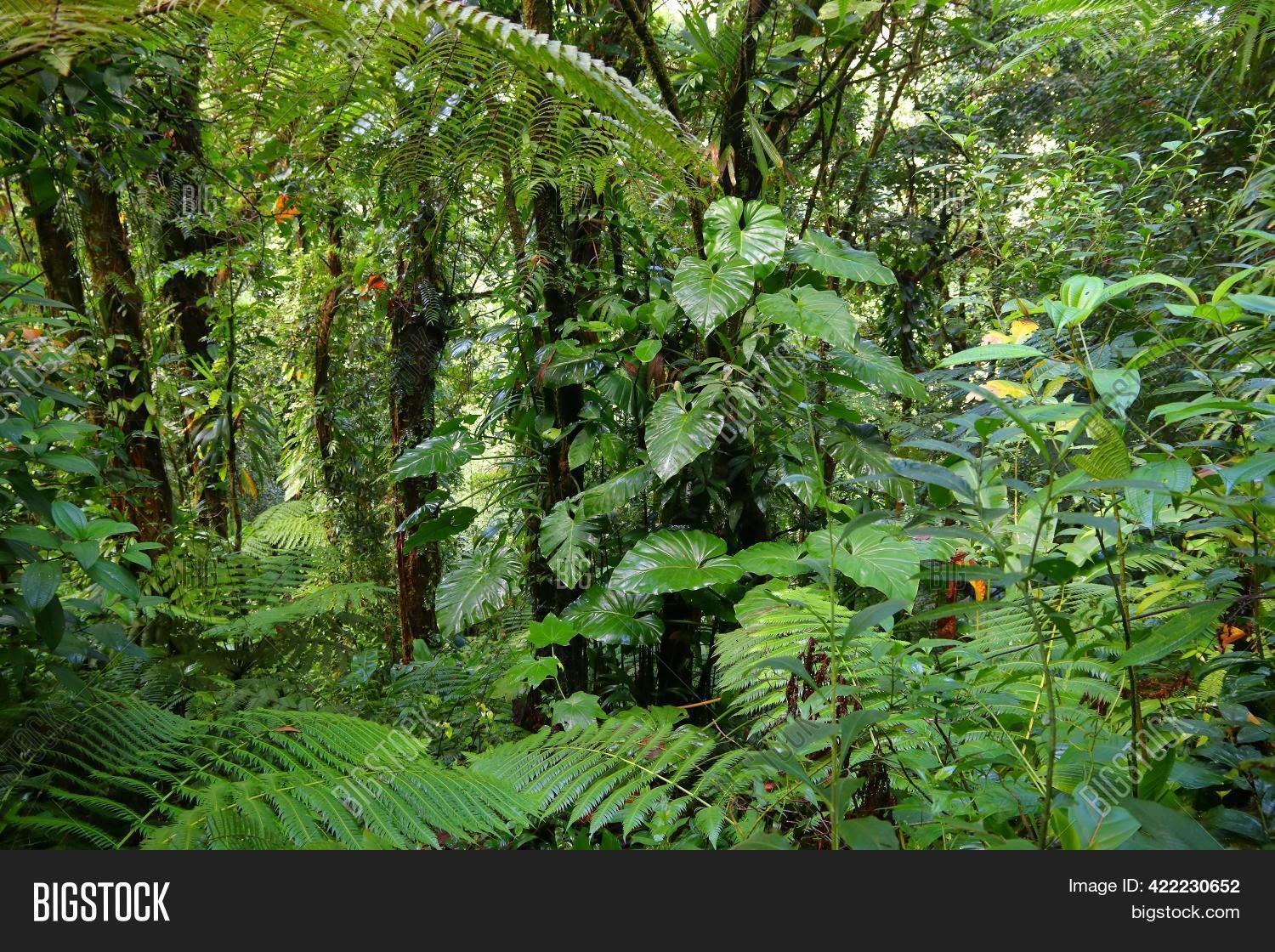 Nature Guadeloupe Image & Photo (Free Trial) | Bigstock