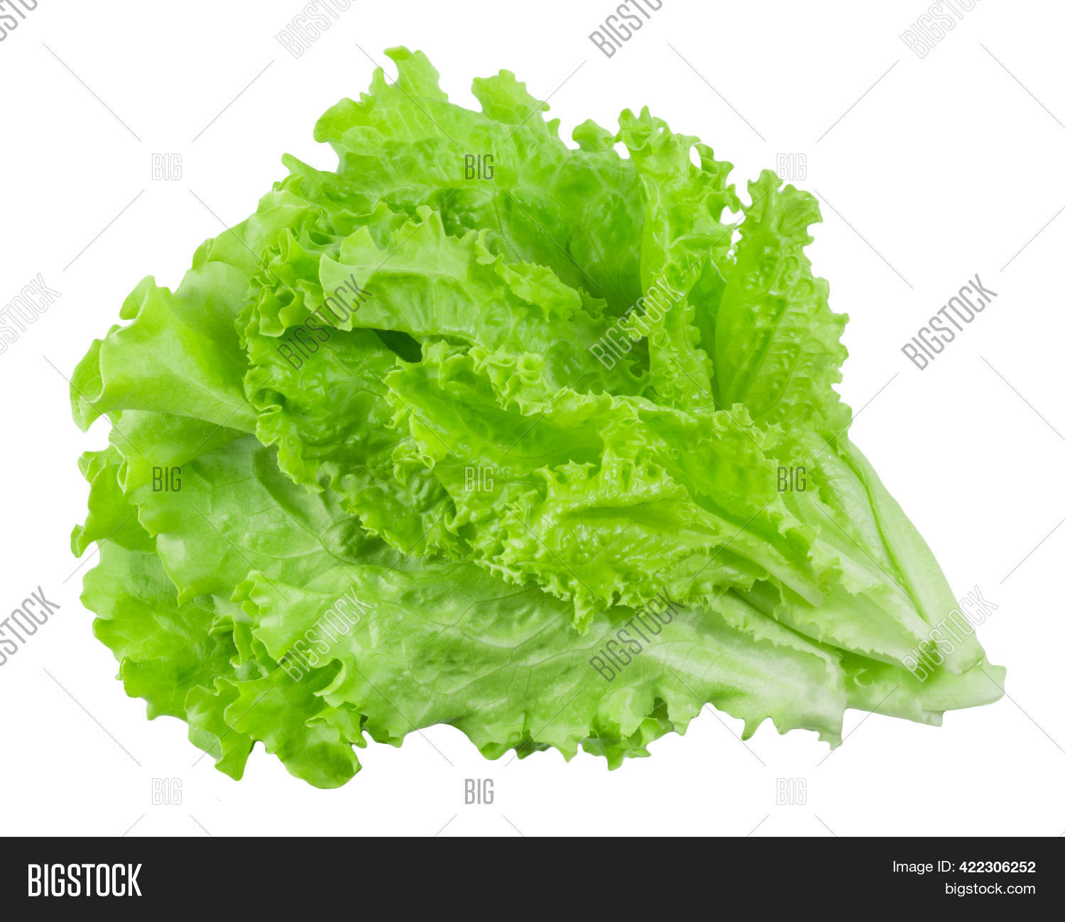 Fresh Bunch Lettuce Image & Photo (Free Trial) | Bigstock