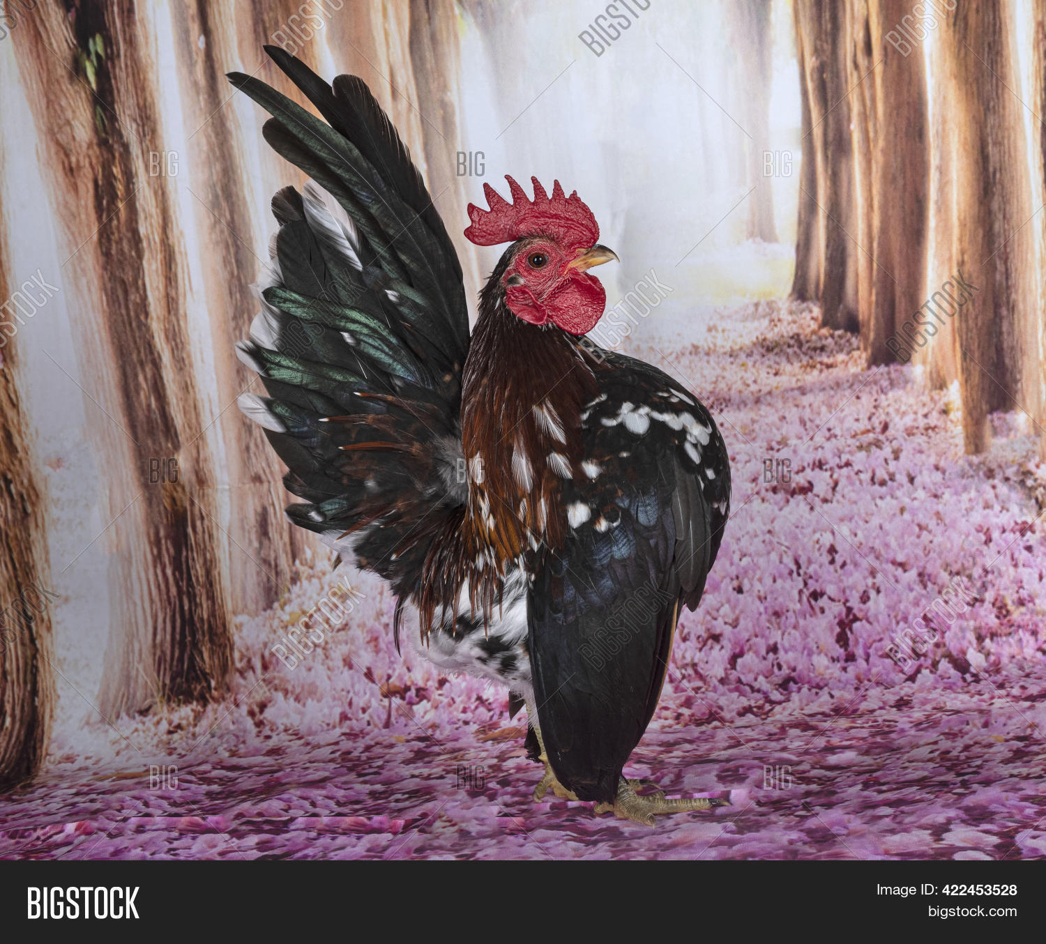 Malaysian Serama Front Image & Photo (Free Trial) | Bigstock