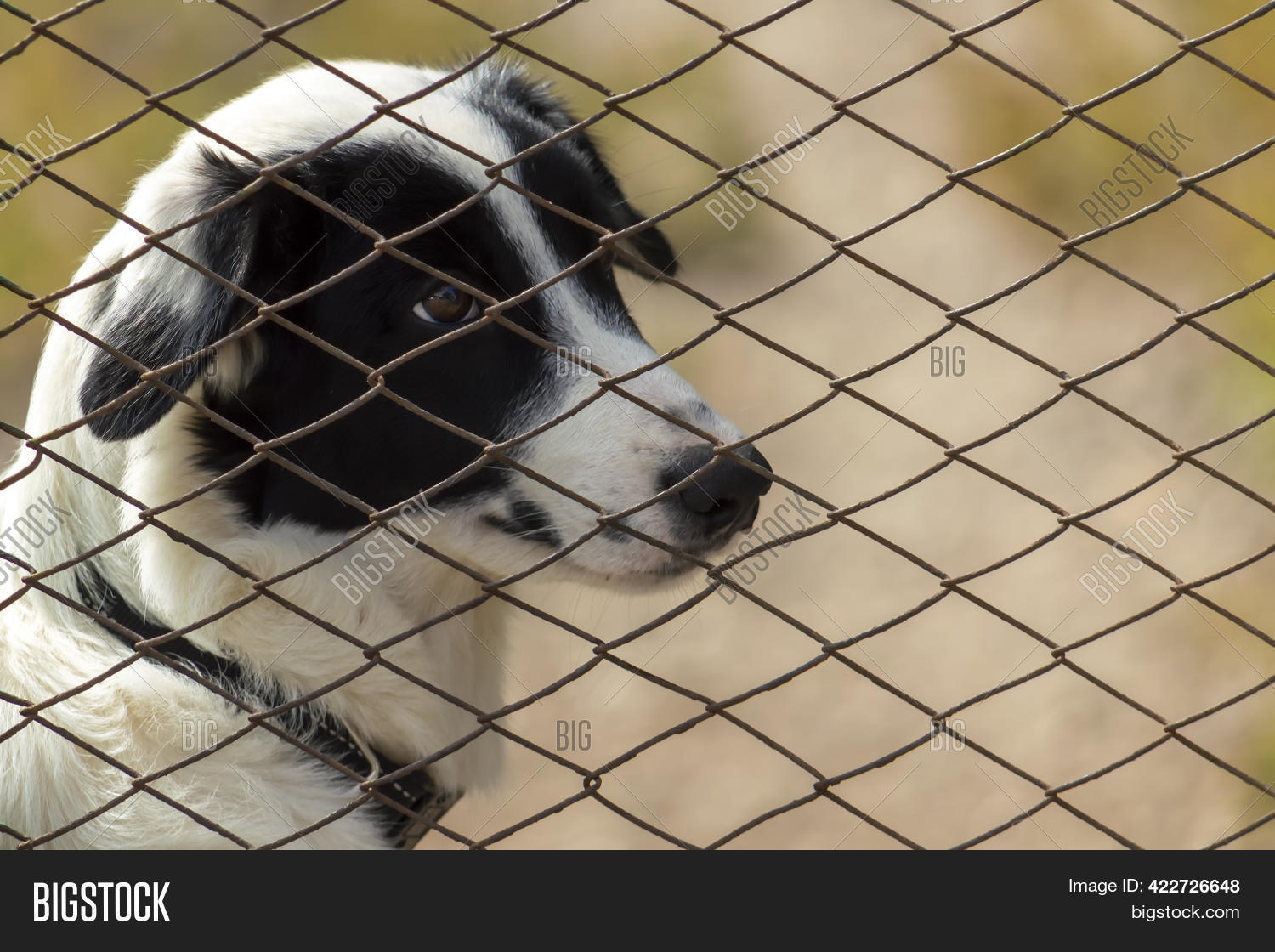 White Guard Dog Black Image & Photo (Free Trial) | Bigstock