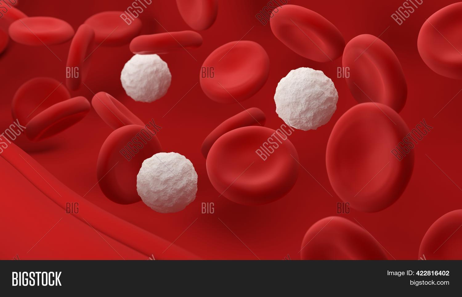 Red White Blood Cells Image & Photo (Free Trial) | Bigstock
