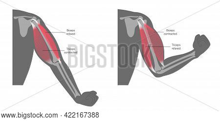 Contracted Relaxed Vector & Photo (Free Trial) | Bigstock