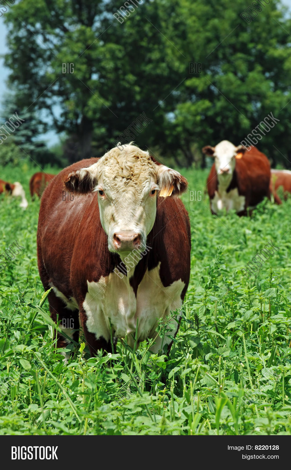 Beef Cattle Image & Photo (Free Trial) | Bigstock