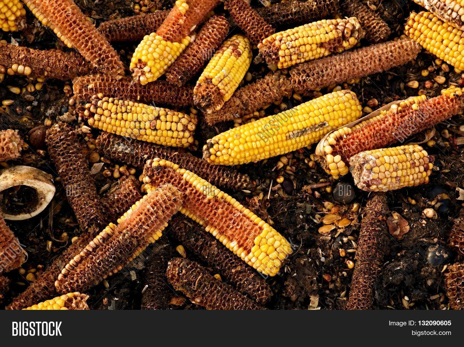 Corn Cobs Milled Image & Photo (Free Trial) | Bigstock
