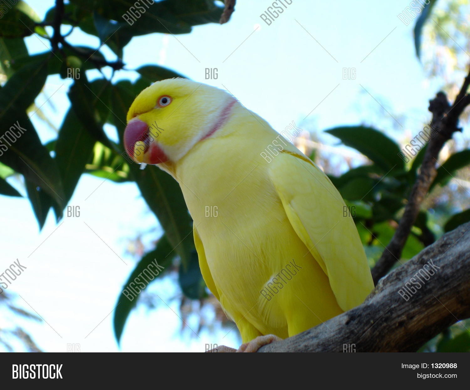Yellow Ringneck Parrot Image & Photo (Free Trial) | Bigstock
