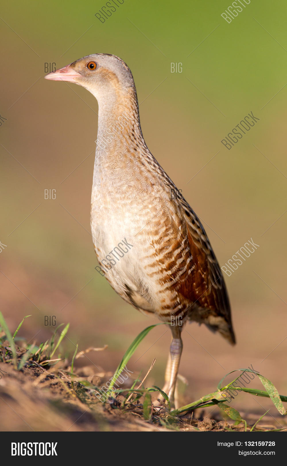Bird Corn Crake On Image & Photo (Free Trial) | Bigstock