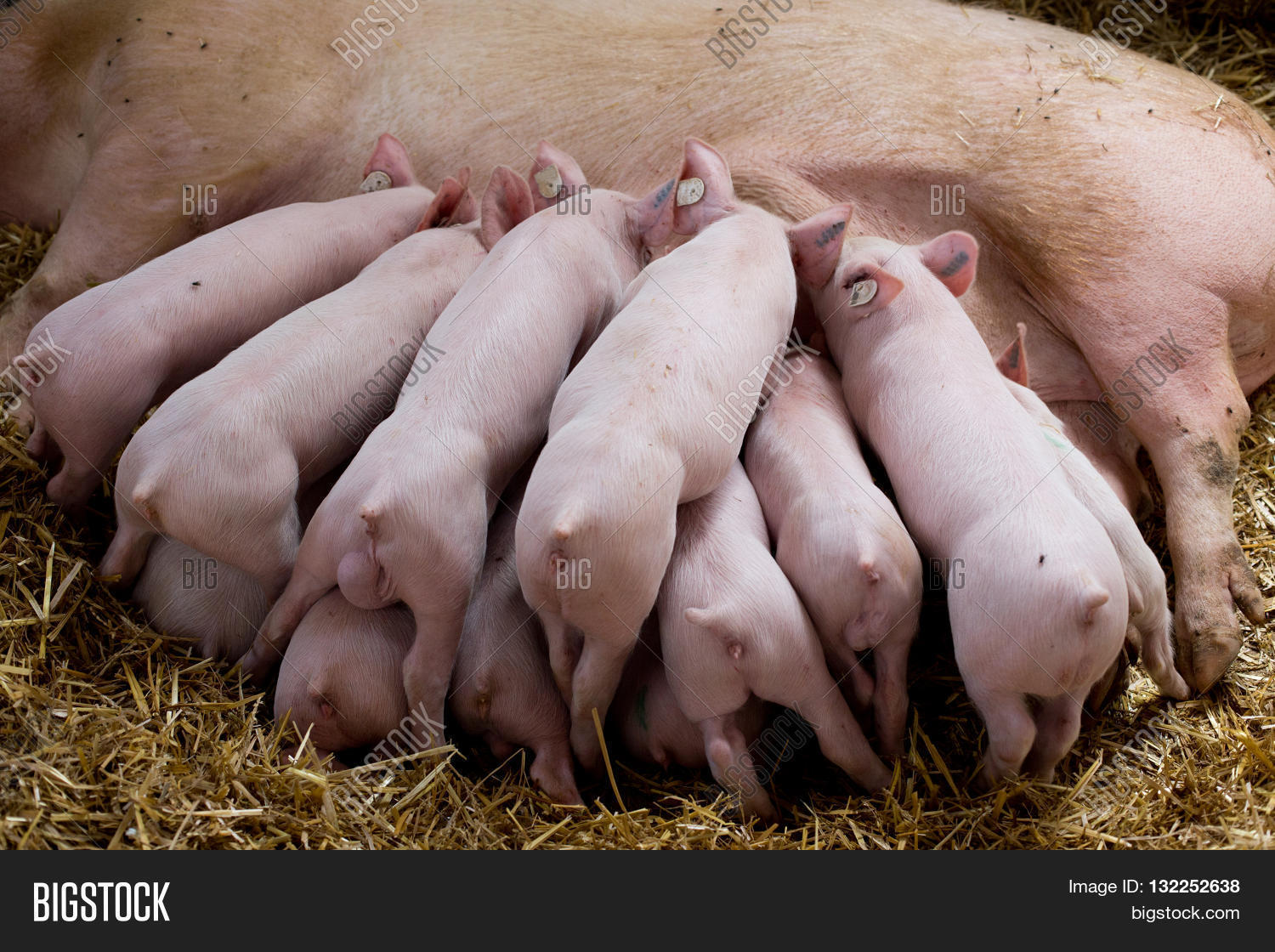 Sow Piglets Nursing Image & Photo (Free Trial) | Bigstock