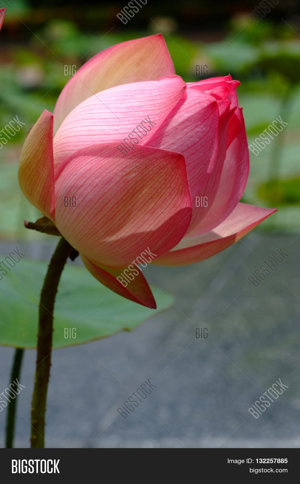 Lotus Flower Rare Image & Photo (Free Trial) | Bigstock