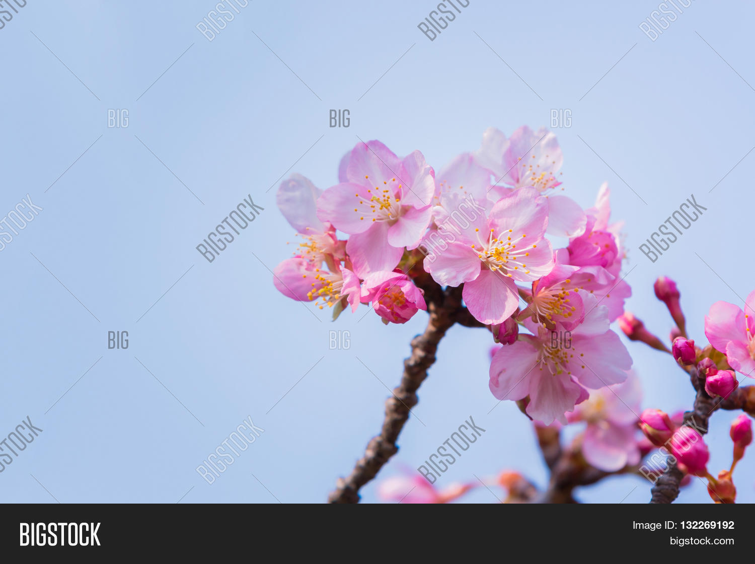 Pink Flower Ume Image & Photo (Free Trial) | Bigstock