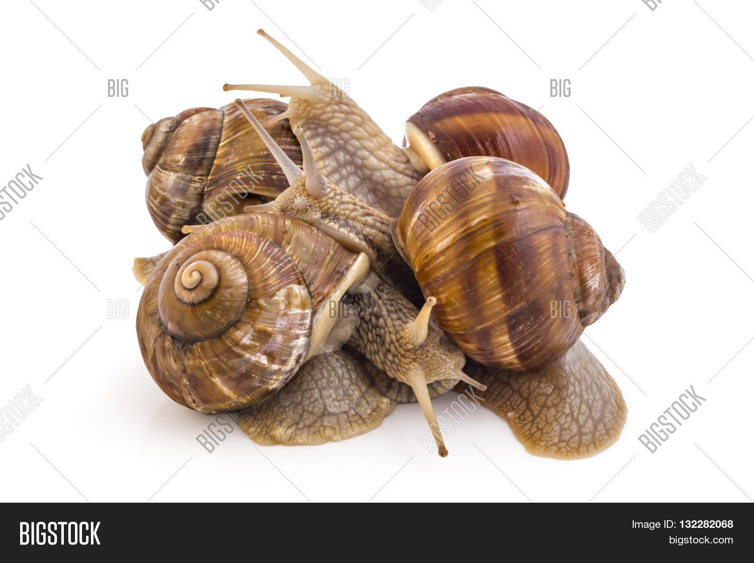 Four Garden Snails ( Image & Photo (Free Trial) | Bigstock