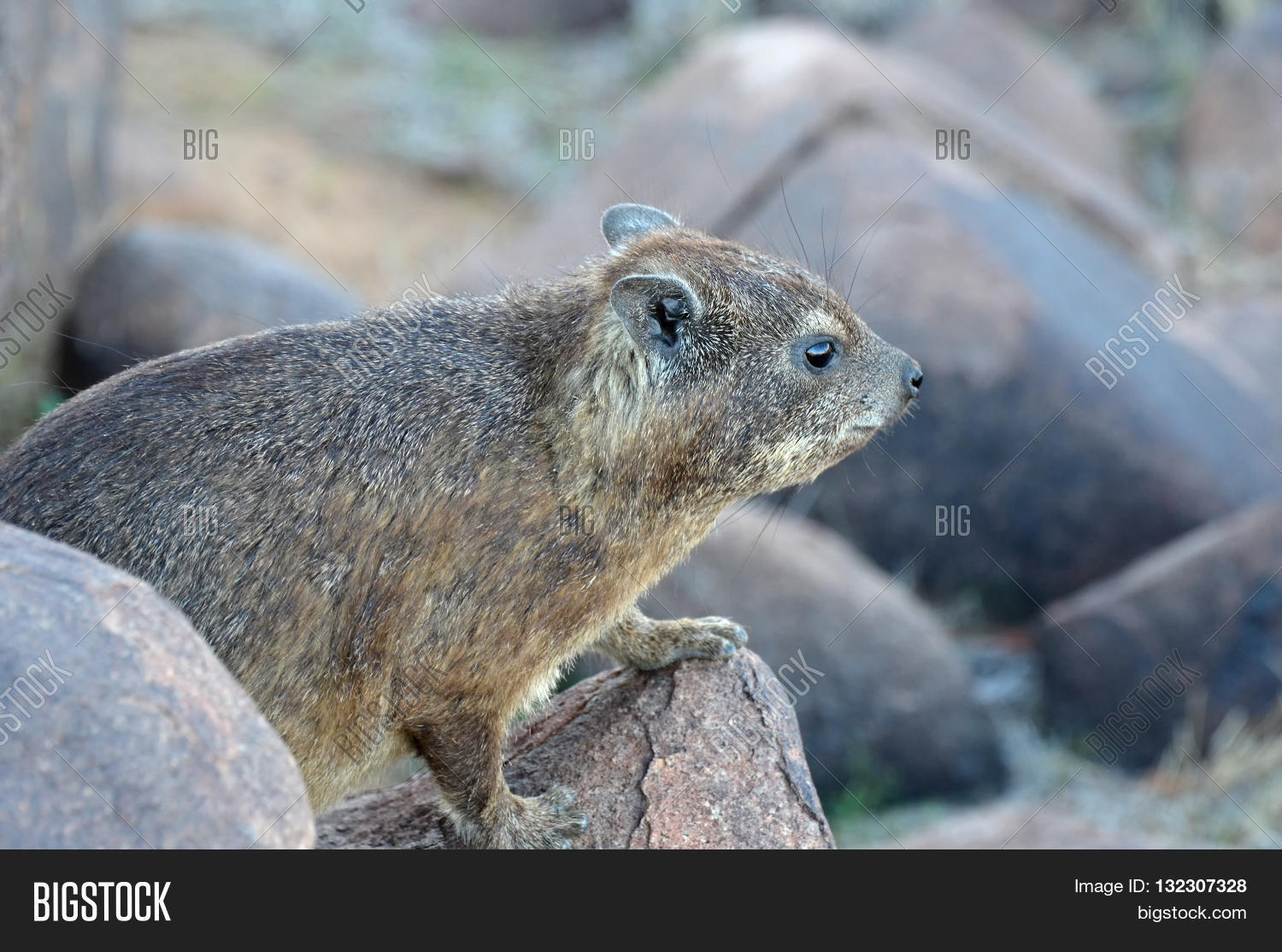 Rock Daman ( Image & Photo (Free Trial) | Bigstock