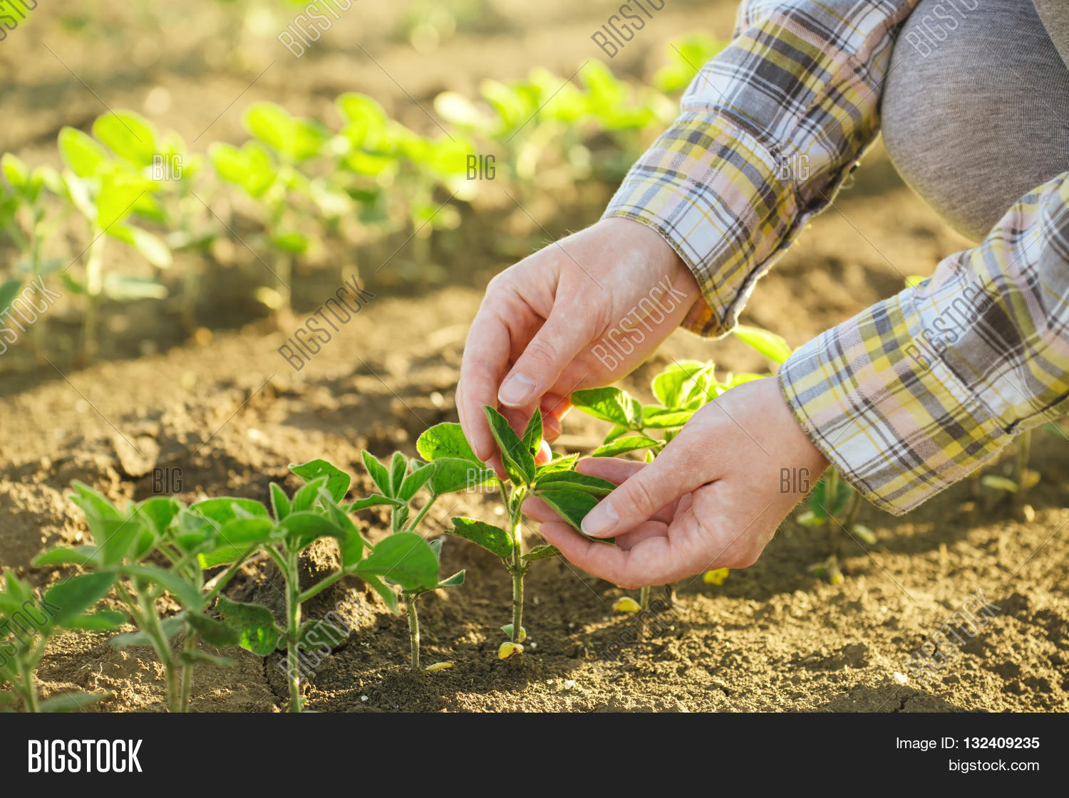 Female Farmer's Hands Image & Photo (Free Trial) | Bigstock