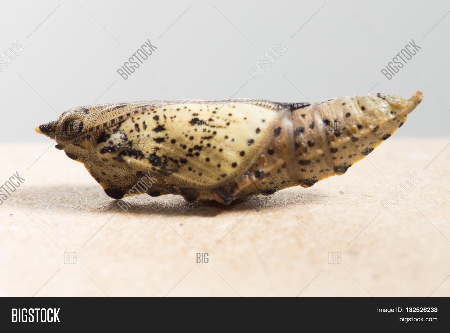 Butterfly Chrysalis Image & Photo (Free Trial) | Bigstock