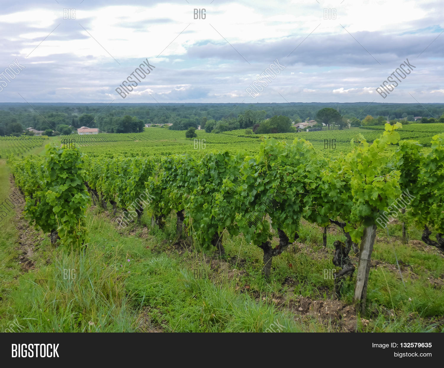 Landscape View Vines Image & Photo (Free Trial) | Bigstock
