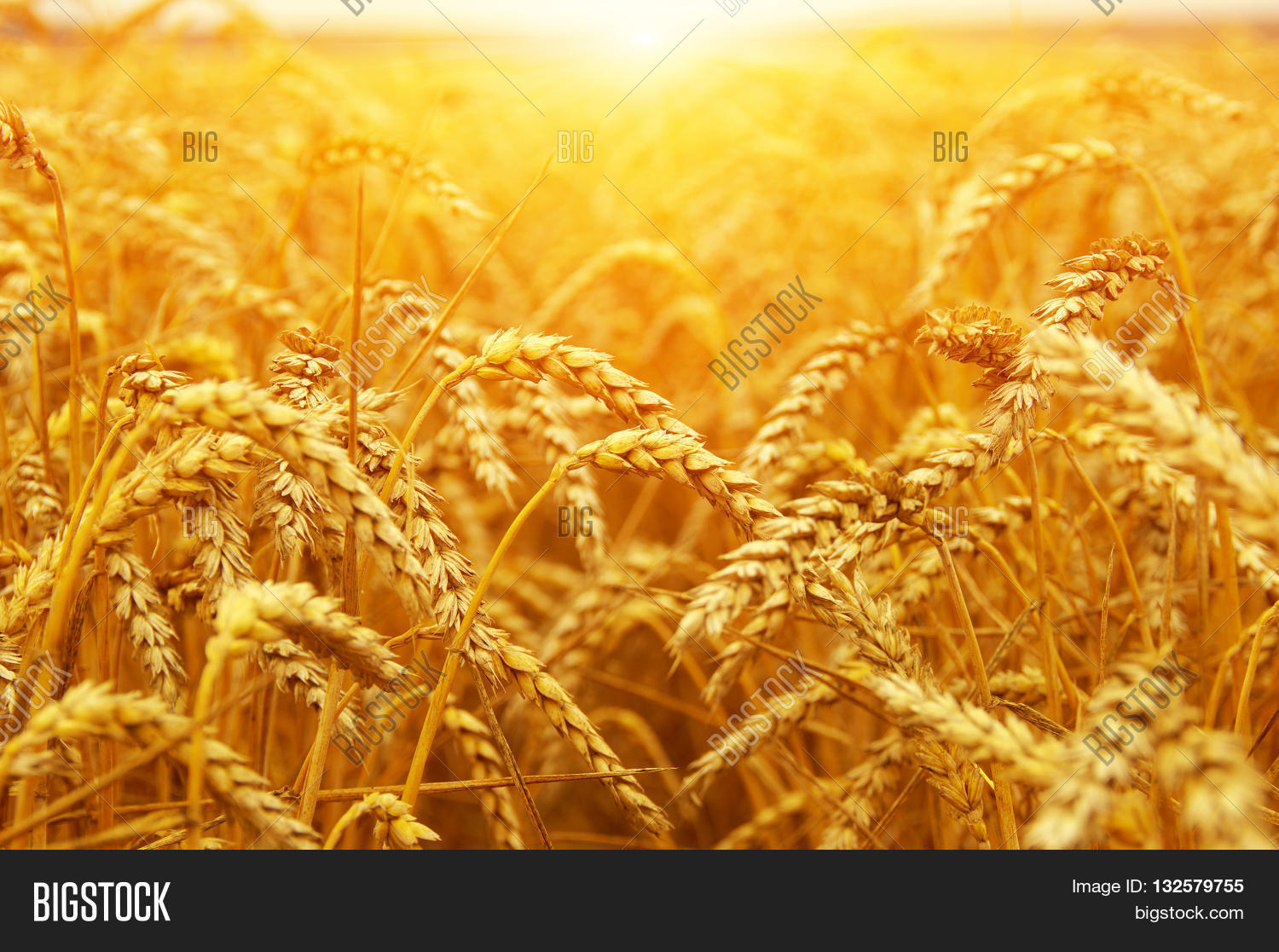 Wheat Closeup. Wheat Image & Photo (Free Trial) | Bigstock