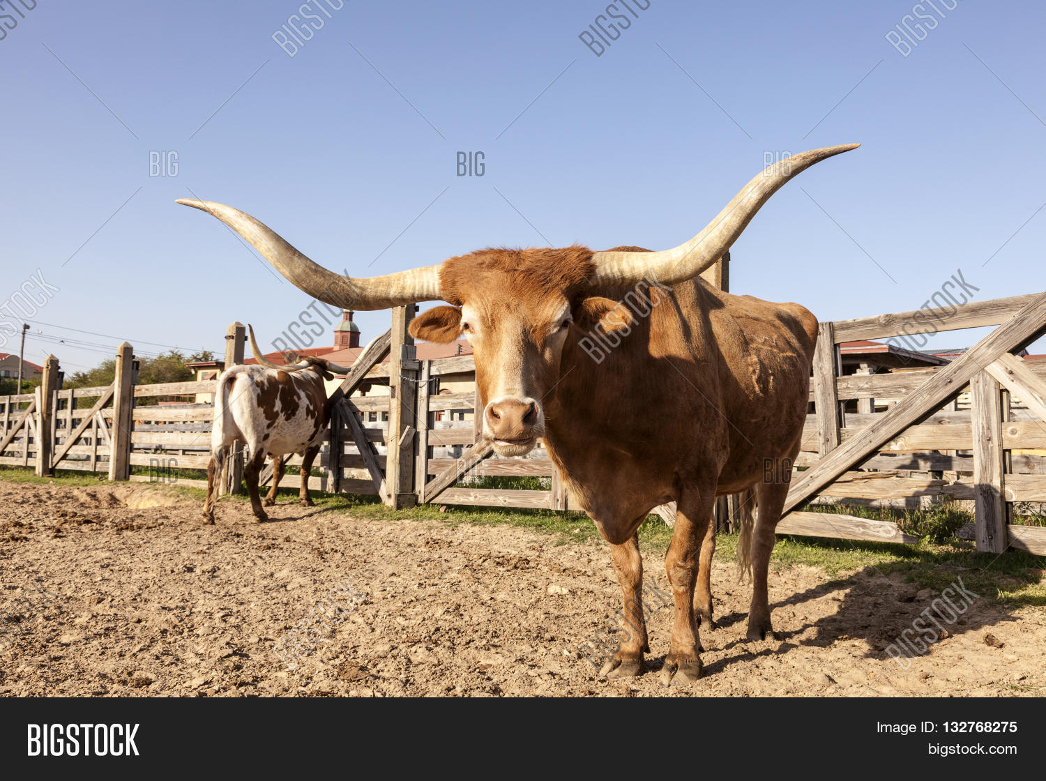 Longhorn Steer Fort Image & Photo (Free Trial) | Bigstock