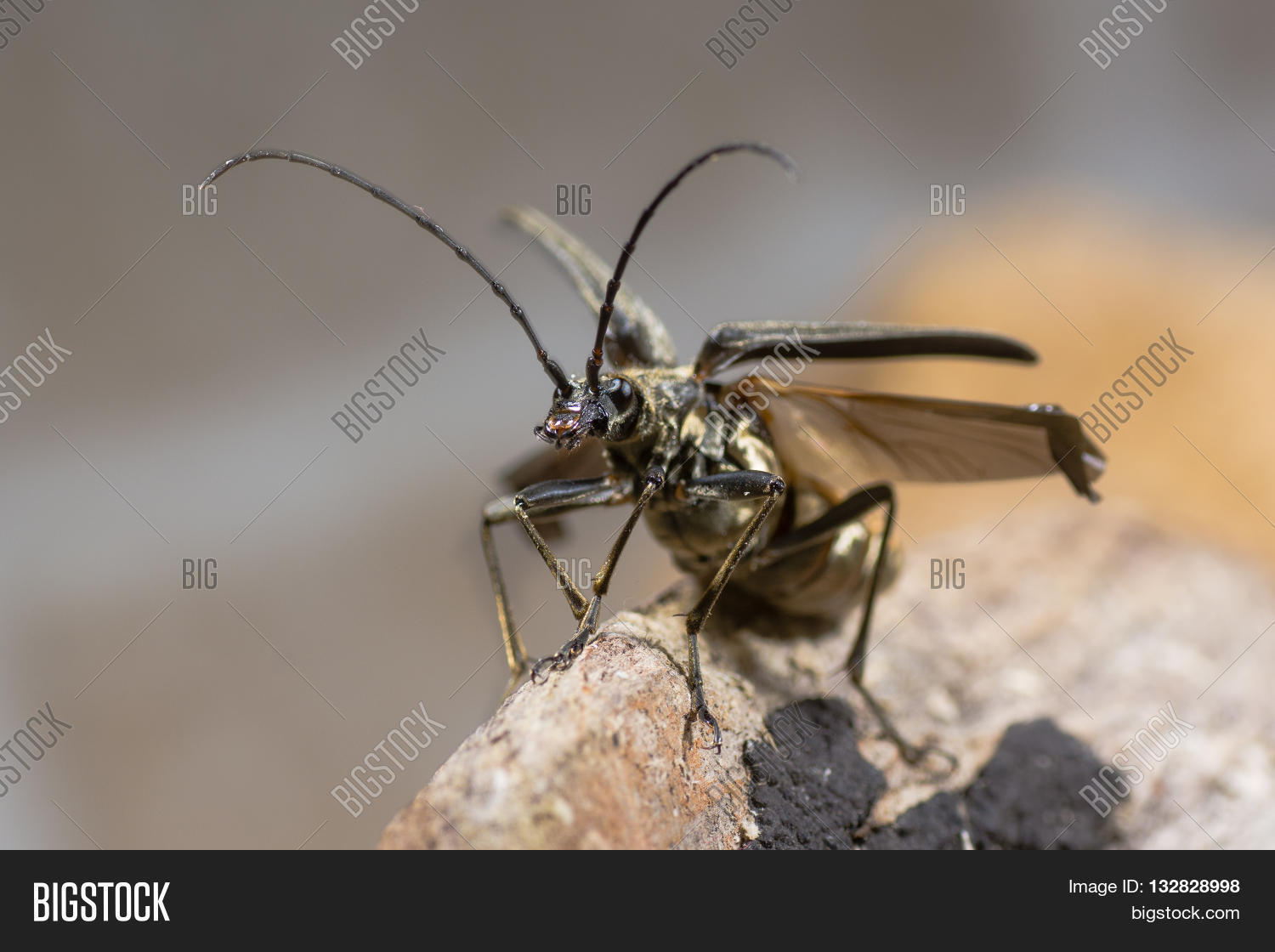 Stenocorus Meridianus Image & Photo (Free Trial) | Bigstock
