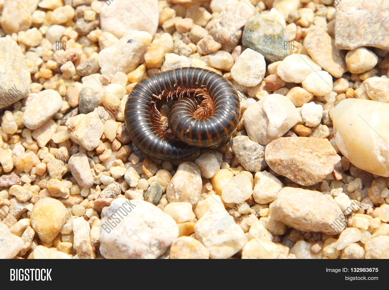 African Millipede Image & Photo (Free Trial) | Bigstock