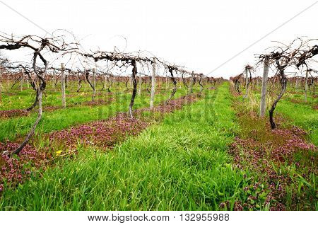 Rows Grapevines Rural Image & Photo (Free Trial) | Bigstock