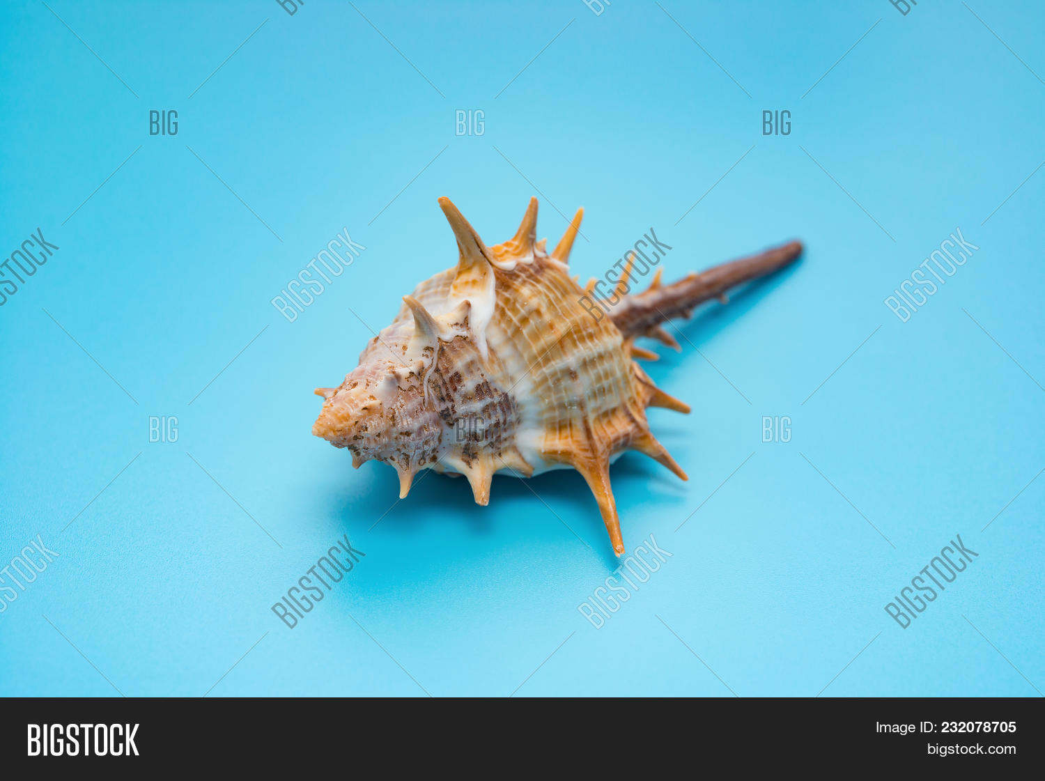 Conch Shell On Blue Image & Photo (Free Trial) | Bigstock
