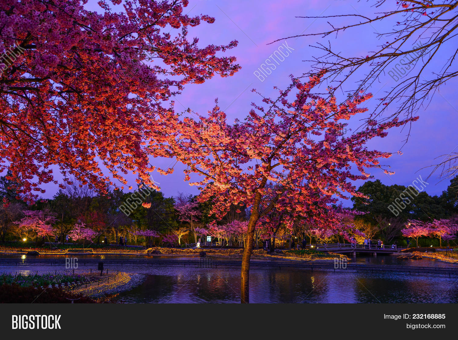 Night Scene Cherry Image & Photo (Free Trial) | Bigstock