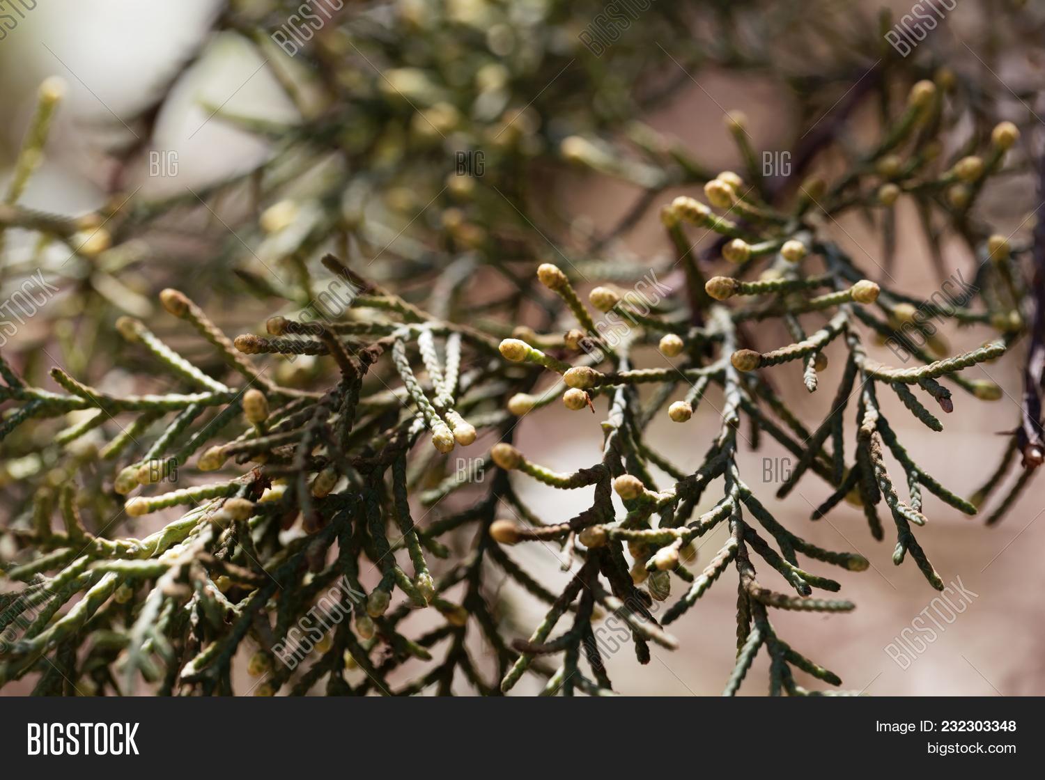 Male Cones Cupressus Image & Photo (Free Trial) | Bigstock
