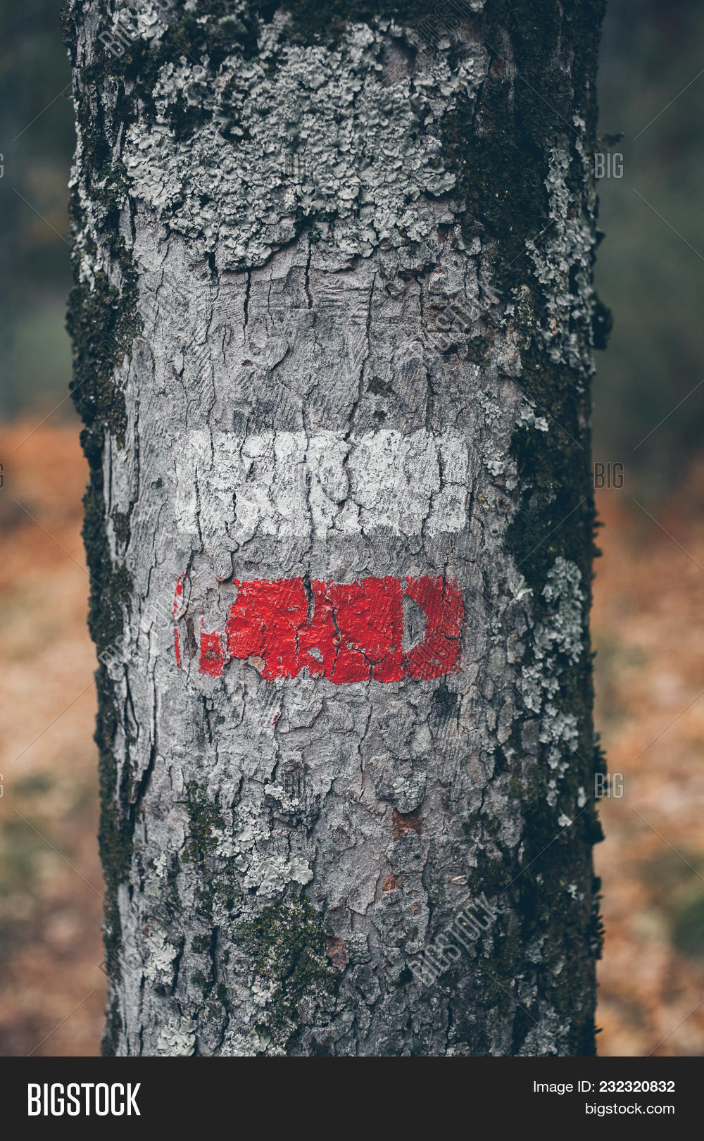 Hiking Marks On Tree Image & Photo (Free Trial) | Bigstock