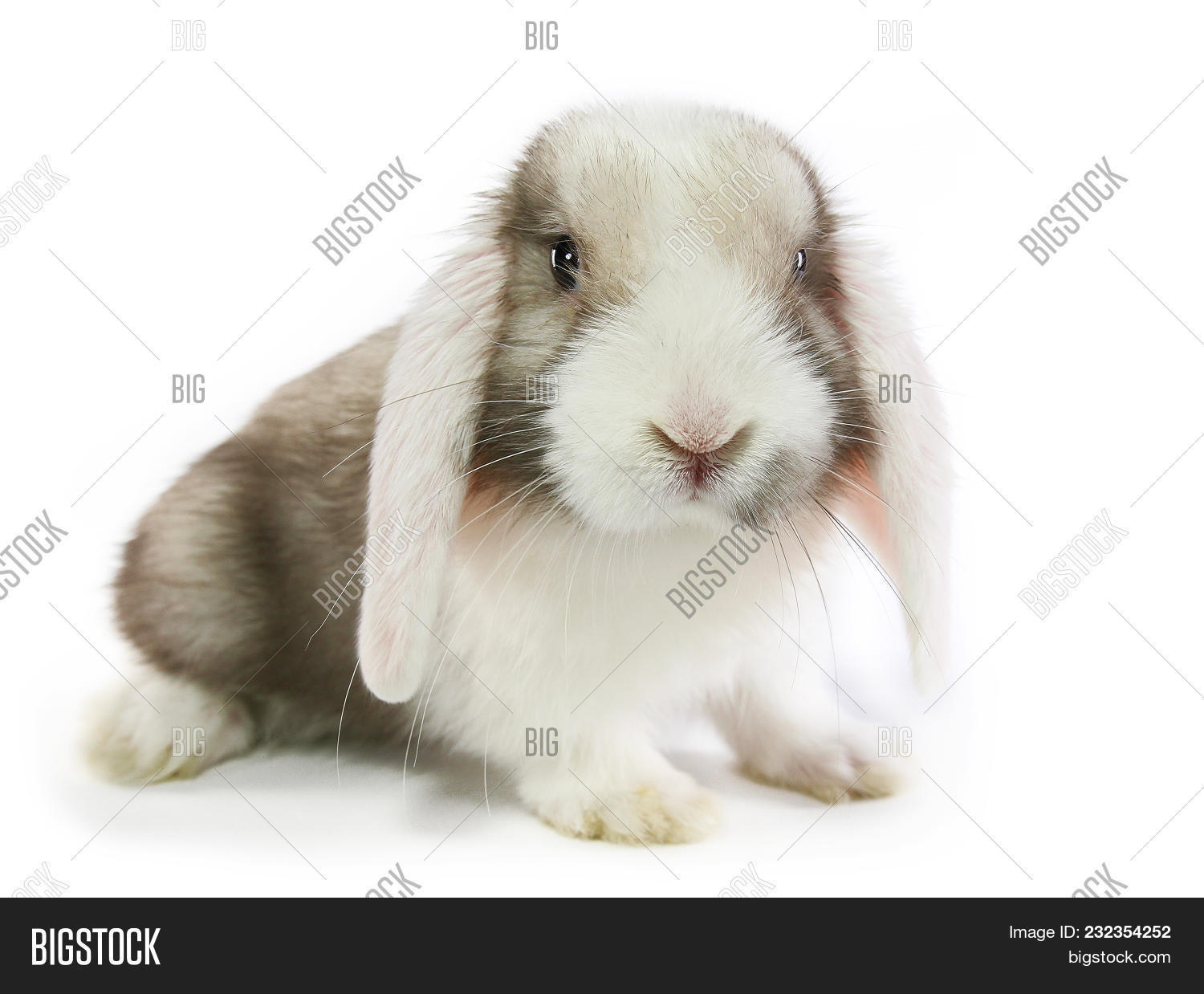 Sallander Rabbit Mini Image & Photo (Free Trial) | Bigstock