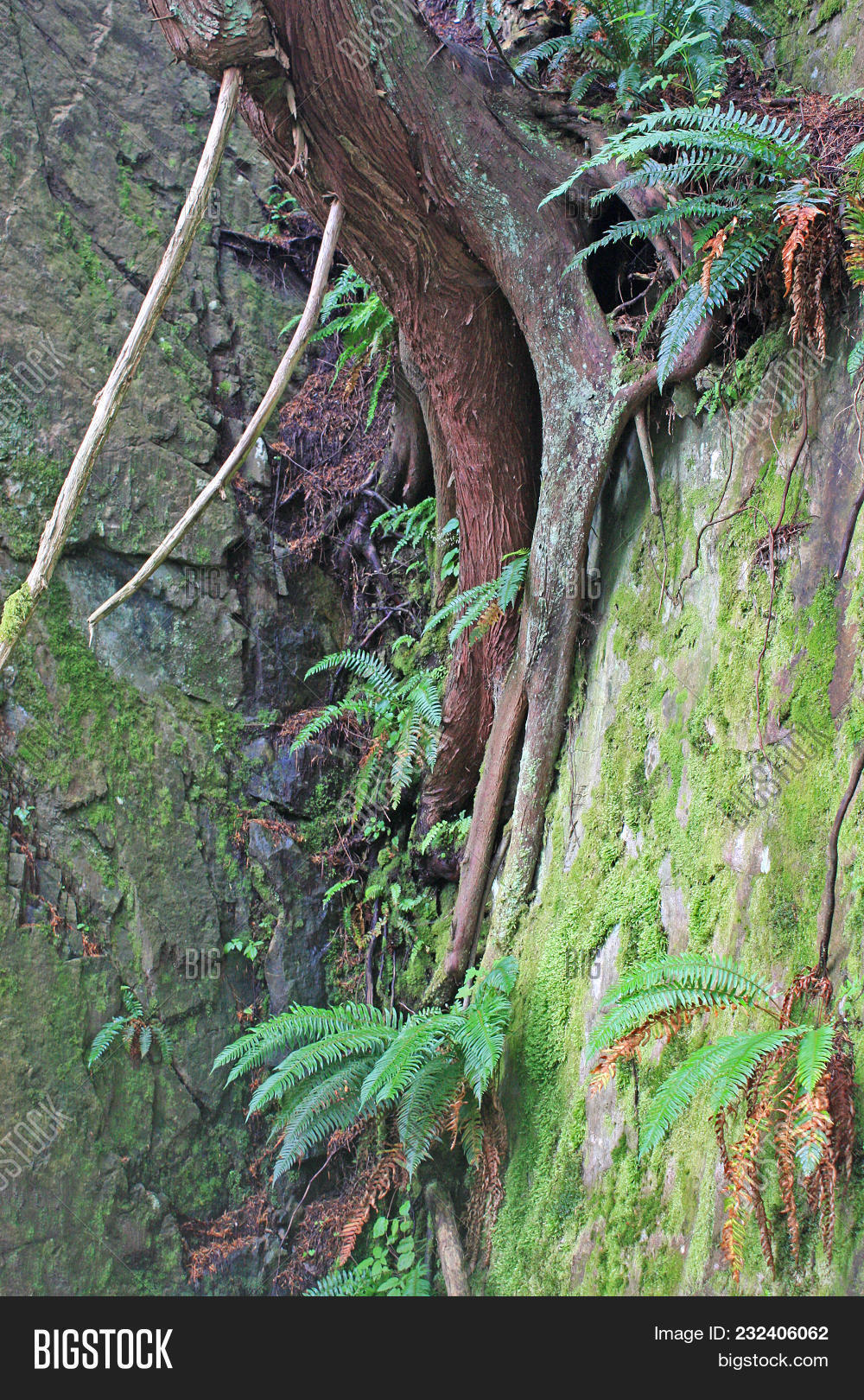 Trees On Cliff Face Image & Photo (Free Trial) | Bigstock