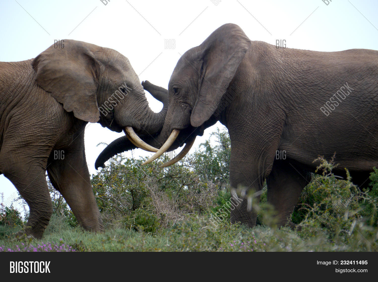 Two Big Elephants Image & Photo (Free Trial) | Bigstock