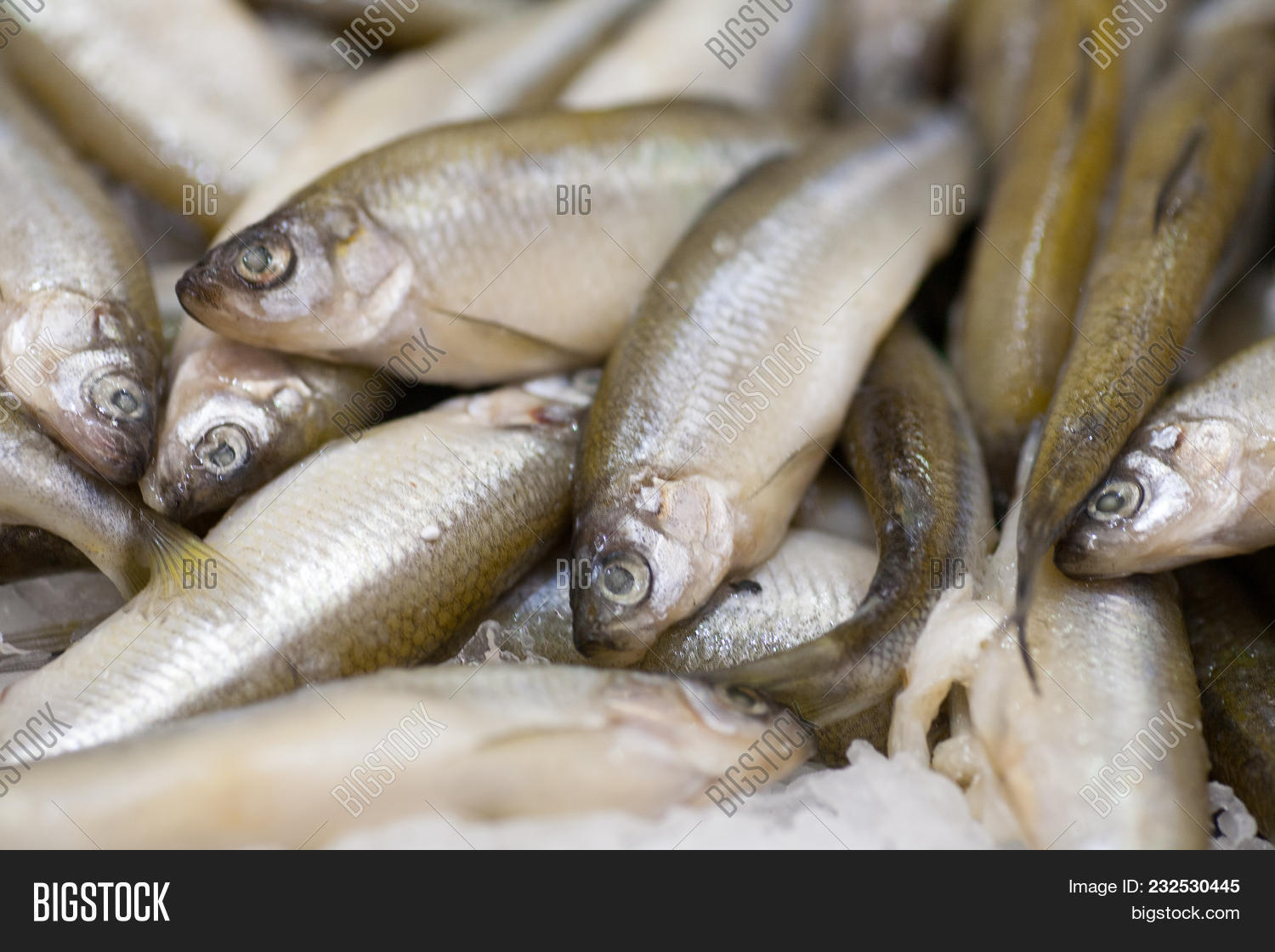 Frozen Ice-cold Fish Image & Photo (Free Trial) | Bigstock